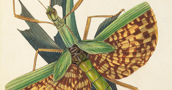 The Linnean Society of London: Insects