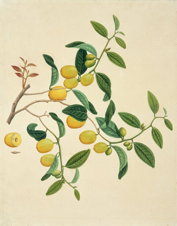 Dates on a branch posters & prints by Unknown
