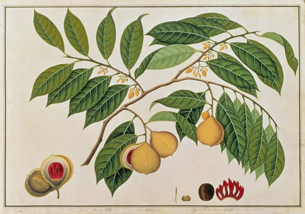 Booa Palla or Nutmeg posters & prints by School Chinese