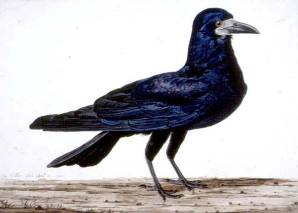 A Rook posters & prints by Charles Collins