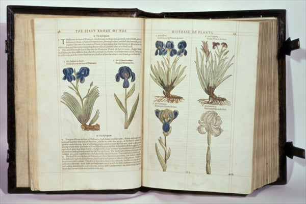 Iris, six varieties from 'The First Booke of the Historie of Plants' by ...