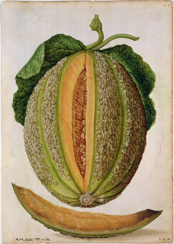 Melon, c.1568 posters & prints by Jacques Le Moyne