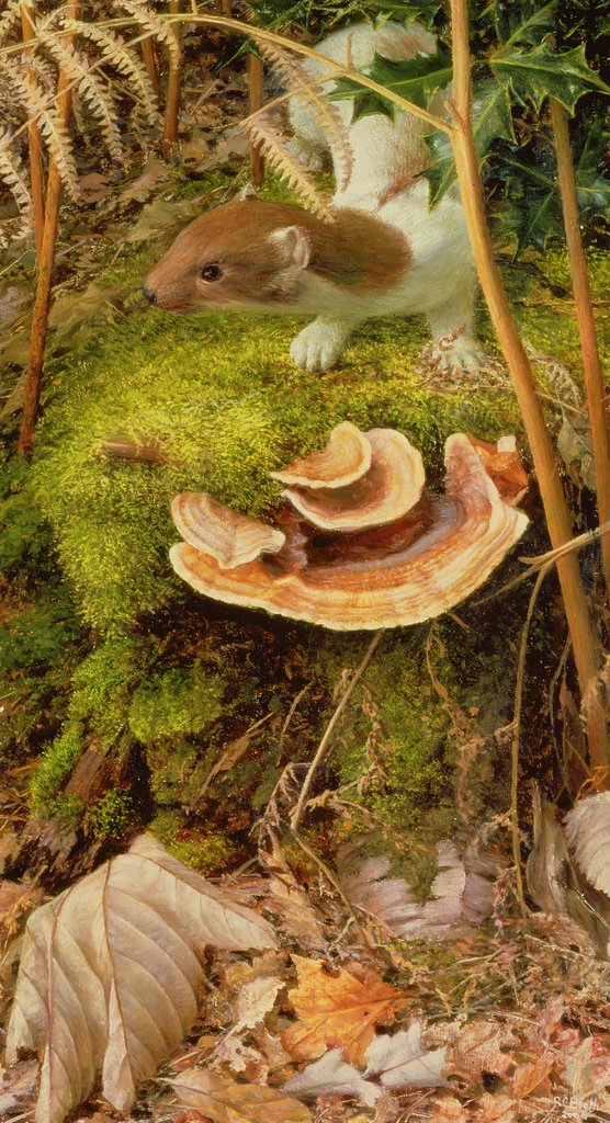 Stoat in Winter, 2000 posters & prints by Raymond Booth