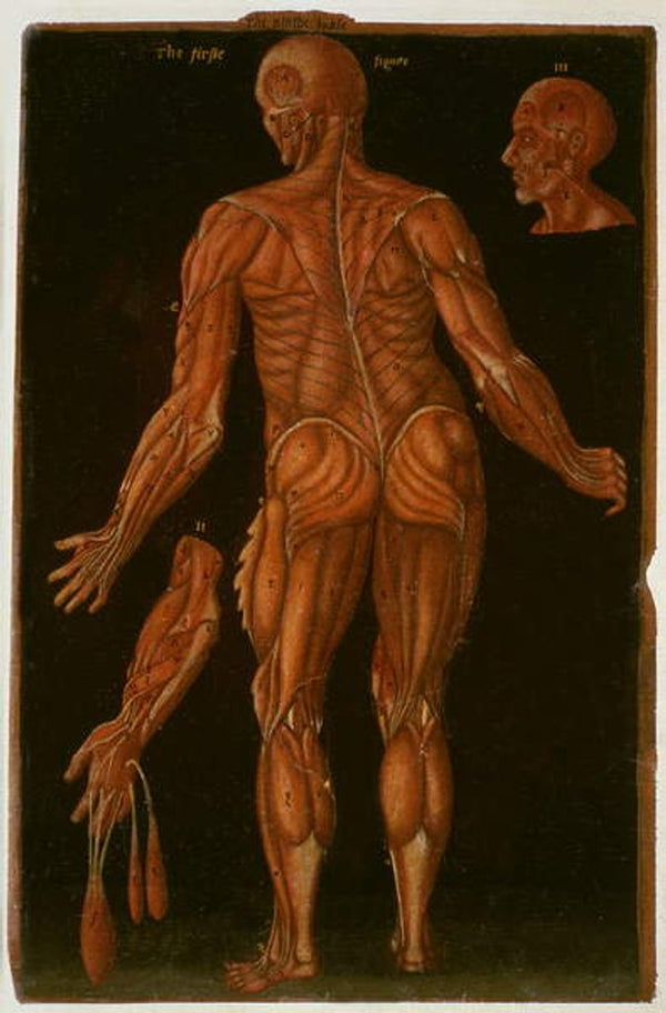 Ms Hunter 364 Table VIII Dissection, c.1170 posters & prints by English ...