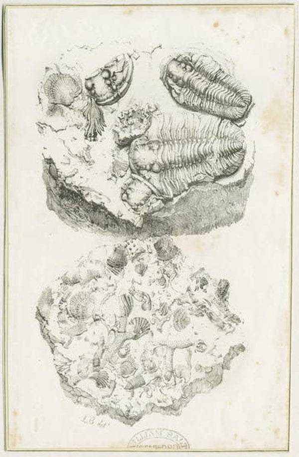 Dudley - Fossils: lithograph posters & prints by Luke Booker