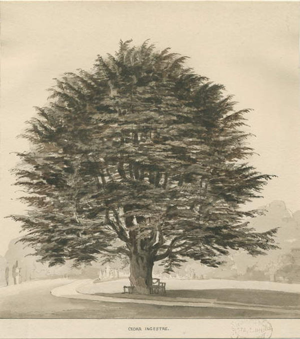 Ingestre - Cedar tree posters & prints by Thomas Peploe Wood