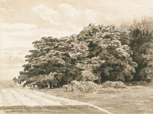 Wrottesley Hall - The Shrubbery posters & prints by Cornelius Varley