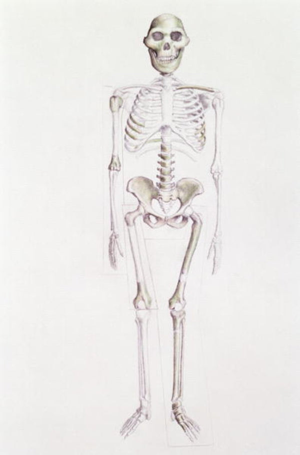 Skeleton of Australopithecus africanus posters & prints by Anonymous