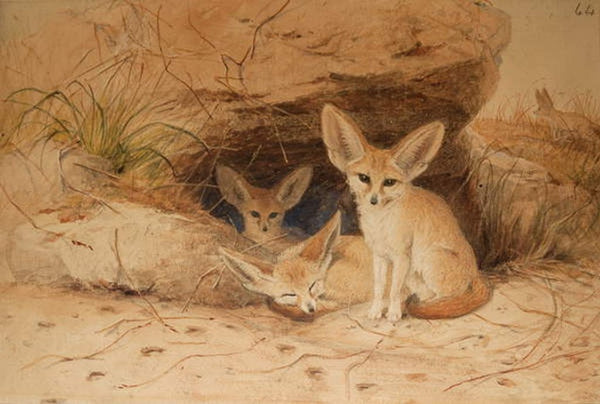 Fennec Fox - Canis cerdo posters & prints by Joseph Wolf