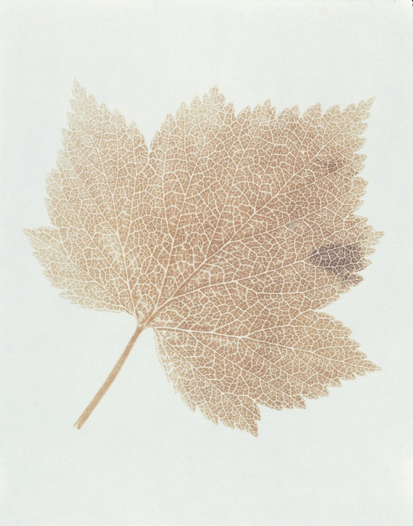 Leaf posters & prints by William Henry Fox Talbot