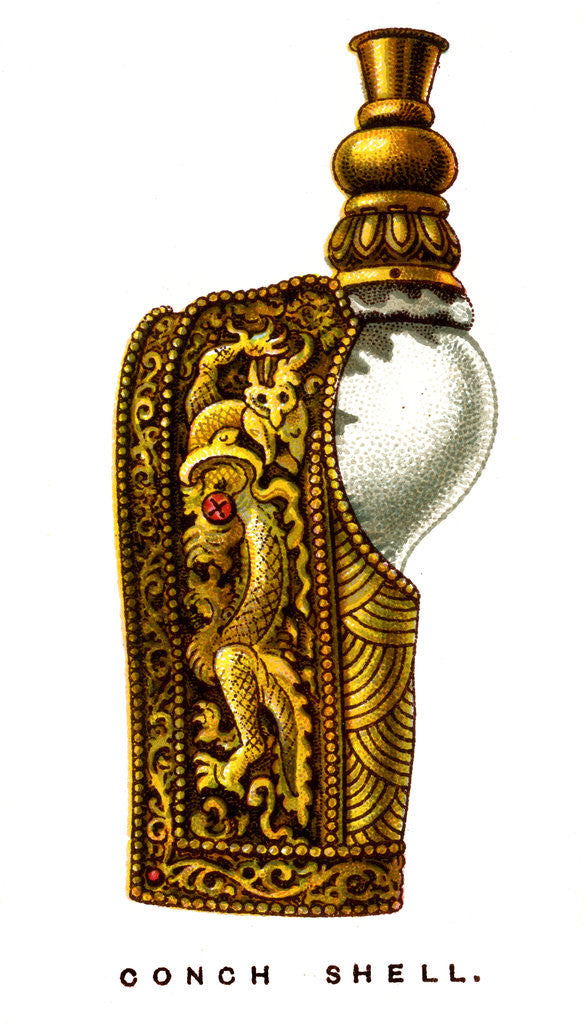 Conch Shell posters & prints by Anonymous