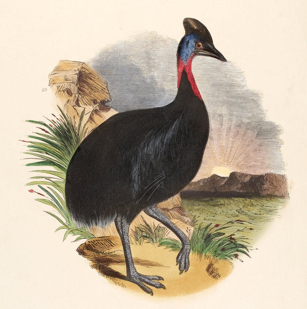 The Cassowary posters & prints by Josiah Wood Whymper