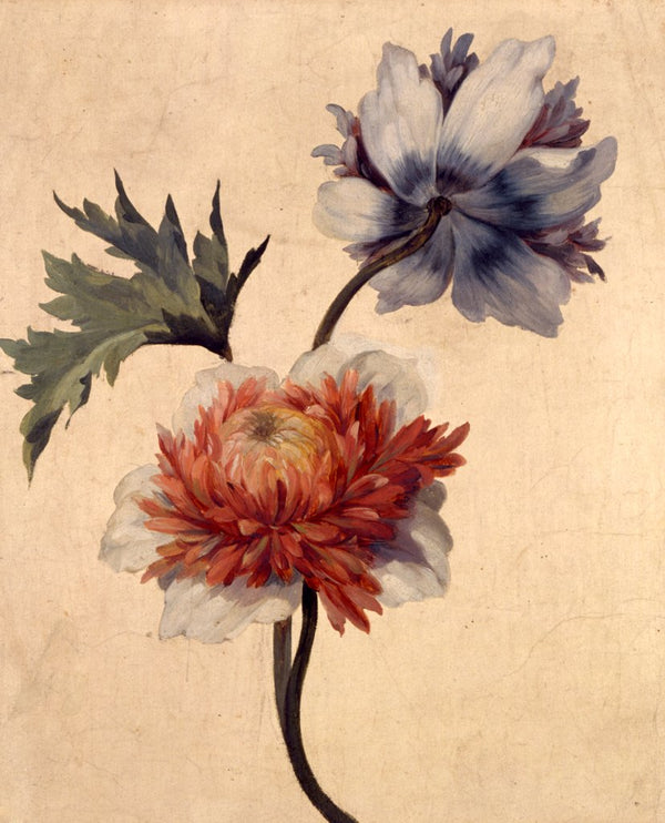 Anemone posters & prints by Unknown