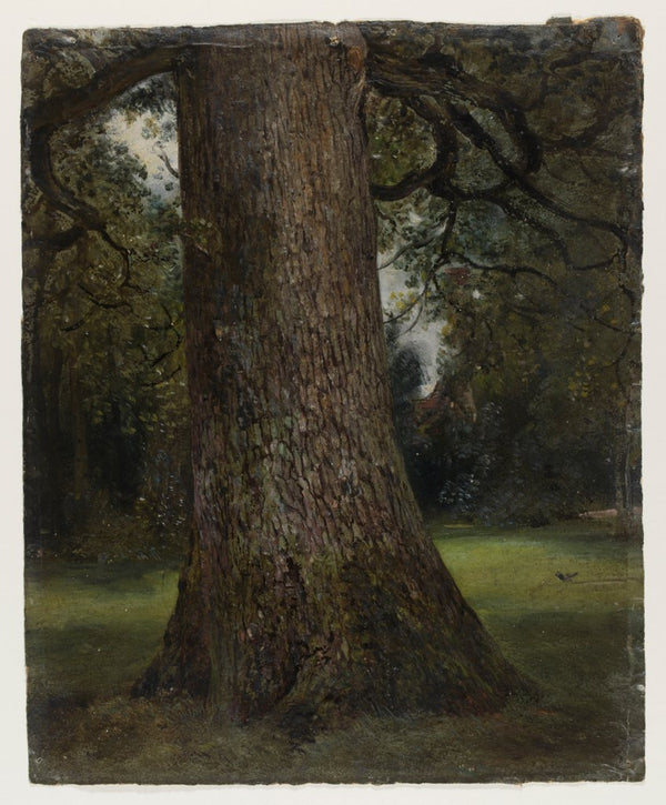 Study of the Trunk of an Elm Tree posters & prints by John Constable