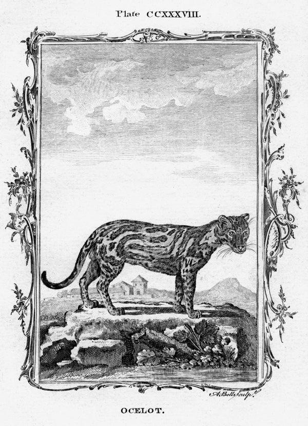 Ocelot posters & prints by A Bell