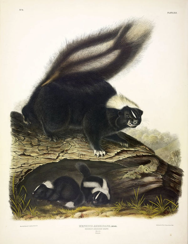 Common American Skunk, Mephitis Americana, 1845 posters & prints by ...