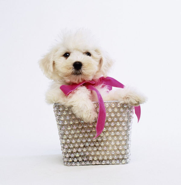 Bichon Frise Puppy posters & prints by Anonymous