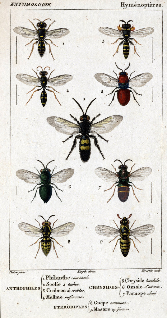 Illustration of Members of the Hymenoptera Order posters & prints by ...