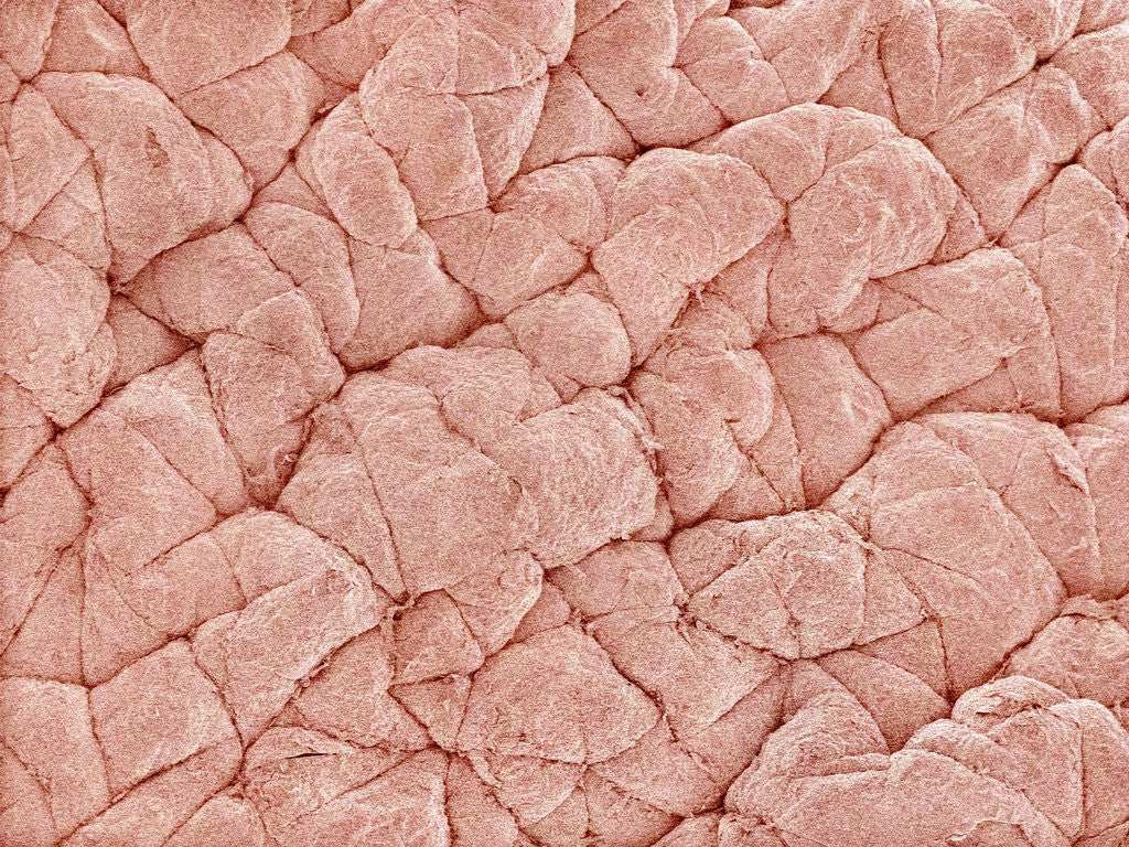 Human Skin posters & prints by Anonymous