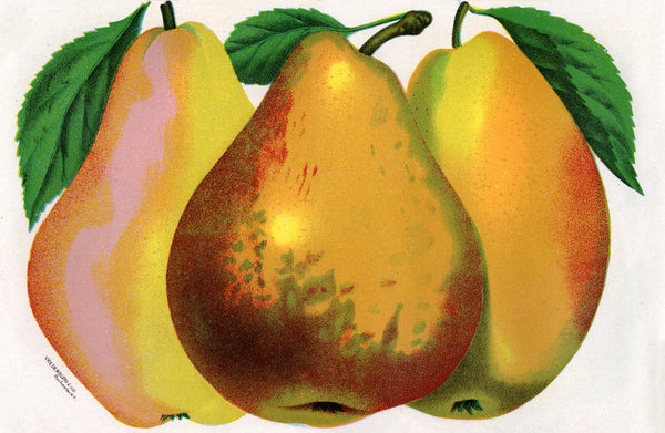 Illustration of Pear Varieties posters & prints by Anonymous