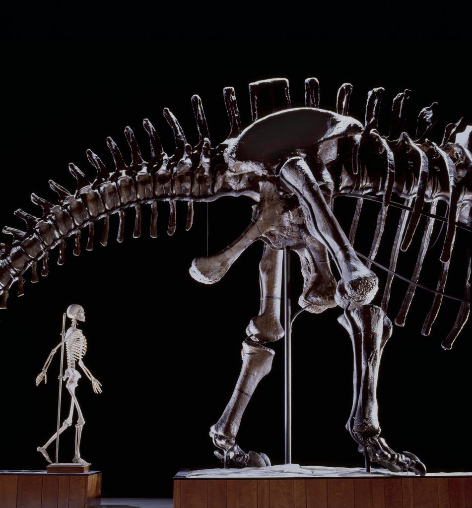 Human Skeleton and Apatosaurus Louisae posters & prints by Anonymous