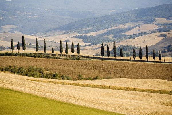 Rolling Tuscan Countryside posters & prints by Anonymous