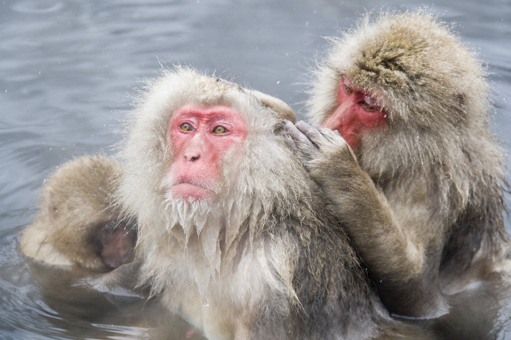 Japanese Macaques in Hot Spring posters & prints by Anonymous
