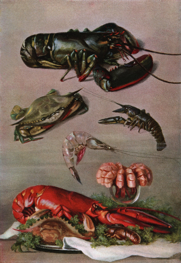 Illustration of various shellfish posters & prints by Anonymous