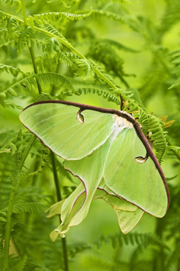 Luna Moth (Actias Luna) Mating Pair Among Hay-scented Ferns, Lively ...