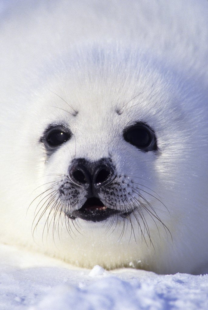 Week-old Harp Seal (Phoca Groenlandica) Pup (whitecoat), Gulf of the St. Lawrence River, Canada ...