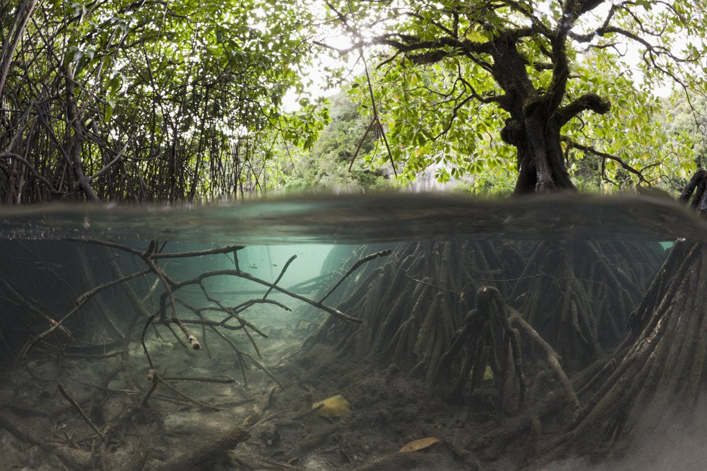 Split image of Mangroves and their extensive underwater prop root ...