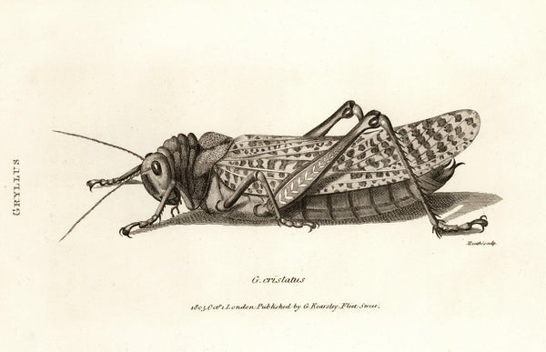 Illustration of locust posters & prints by Corbis
