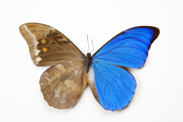 Blue Morpho, Morpho anaxibia from Brazil, comparison half topside other ...