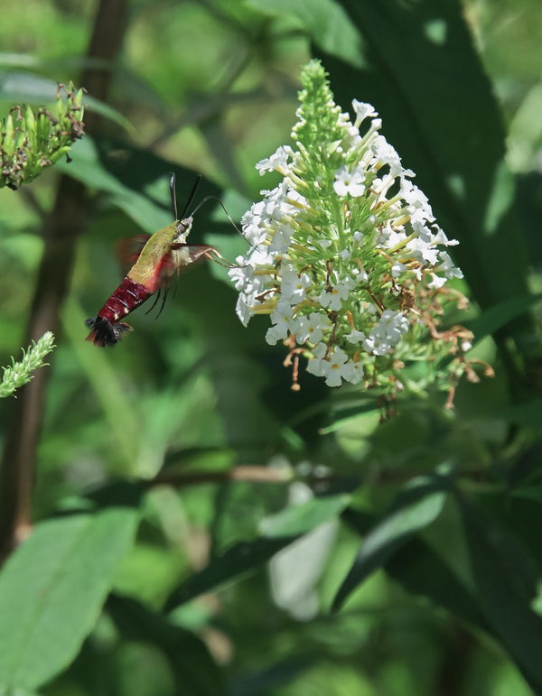 Hummingbird moth posters & prints by Corbis