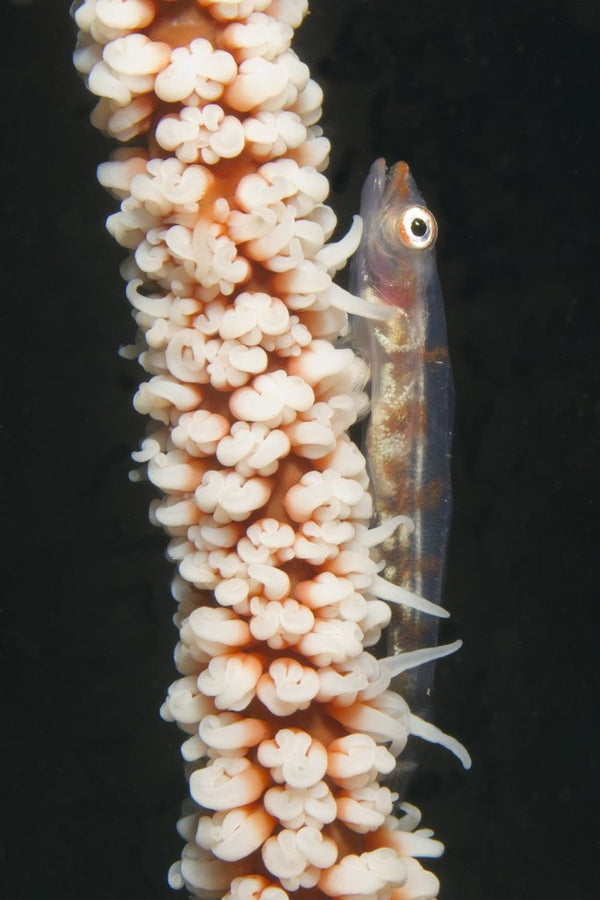 Large Whip Goby on Sea Whip posters & prints by Anonymous