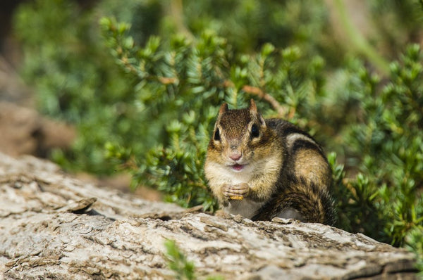 Eastern Chipmunk posters & prints by Anonymous