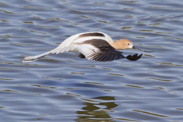 American Avocet flying posters & prints by Anonymous
