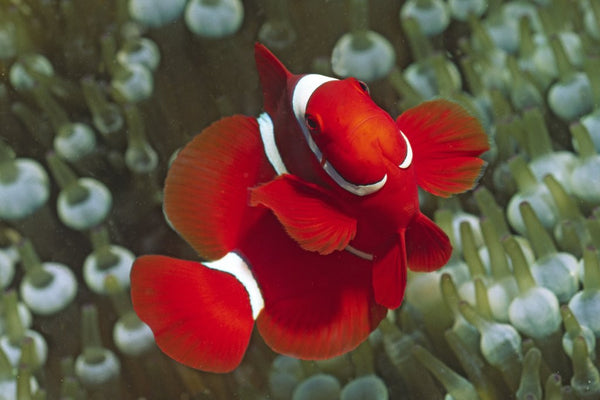 Spinecheek Anemonefish posters & prints by Corbis