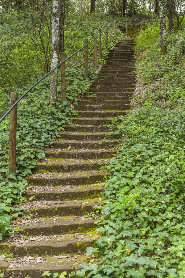 Bosco della Ragnaia, garden created posters & prints by Sheppard Craige