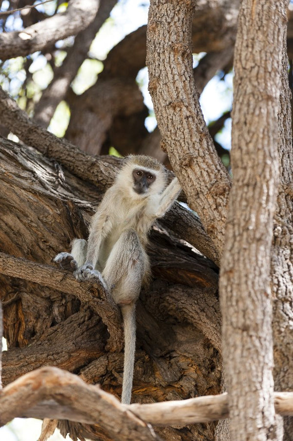 Vervet monkey, Chobe National Park posters & prints by Anonymous