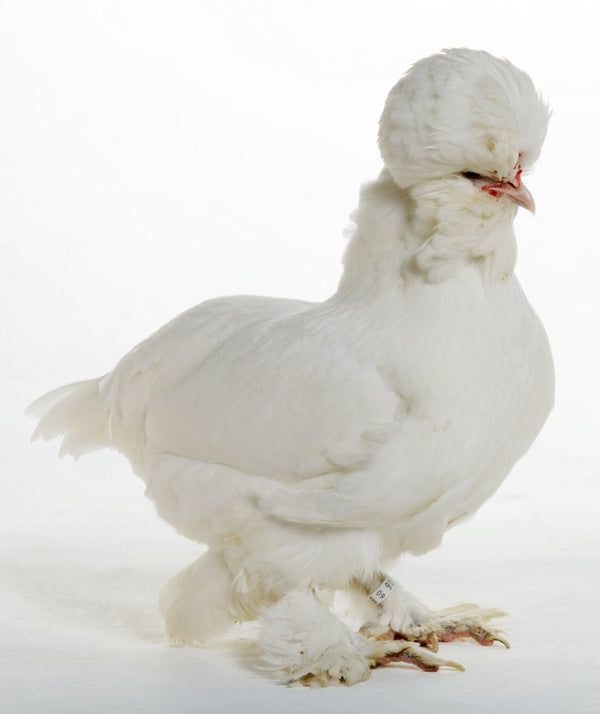 Sultan posters & prints by Corbis