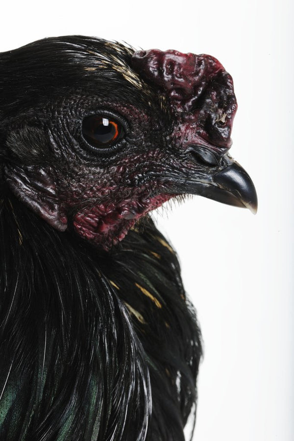Sumatra Bantam posters & prints by Corbis