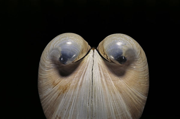 Glossus humanus posters & prints by Anonymous