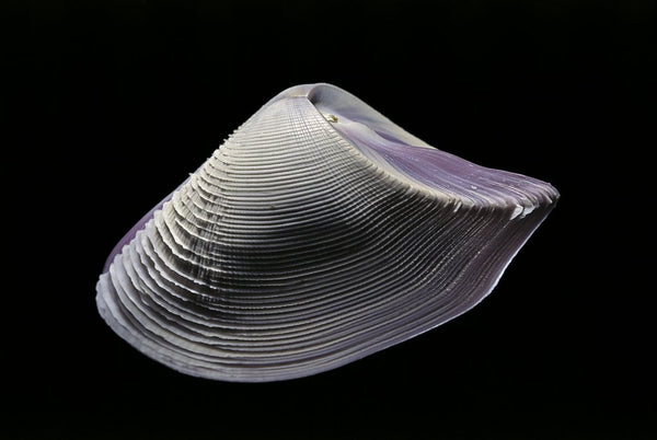 Hecuba scortum posters & prints by Anonymous