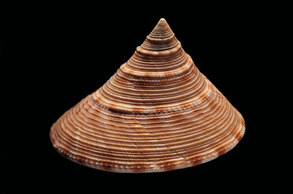 Calliostoma formosense posters & prints by Anonymous