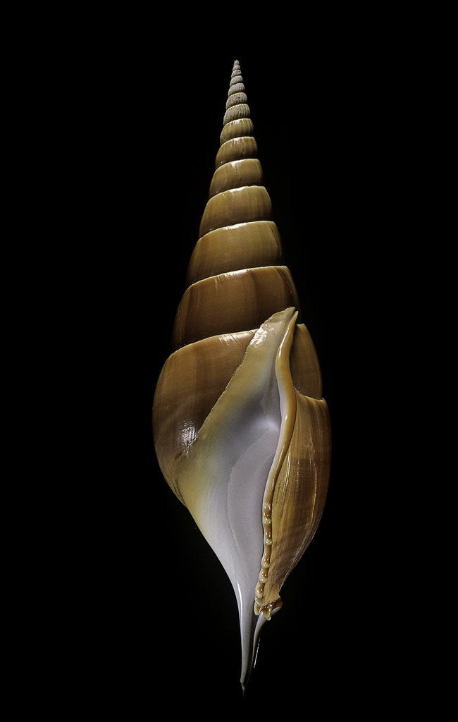 Tibia insulaechorab posters & prints by Anonymous