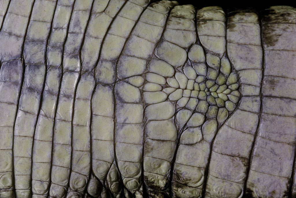 Caiman crocodilus) (spectacled caiman) - scales posters & prints by ...