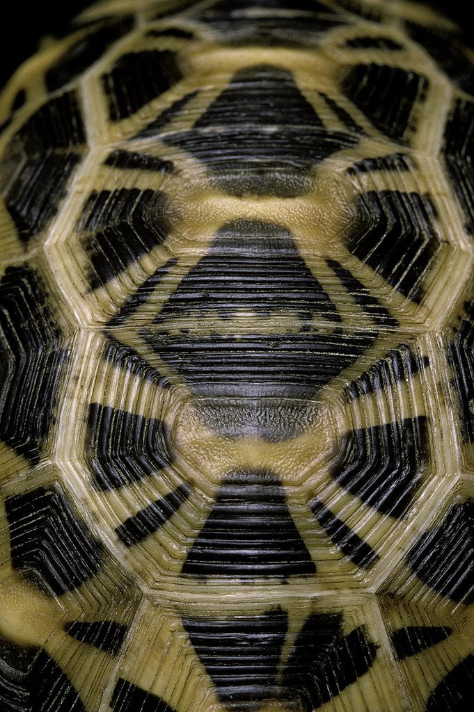 Pyxis arachnoides (Madagascan spider tortoise) posters & prints by Corbis