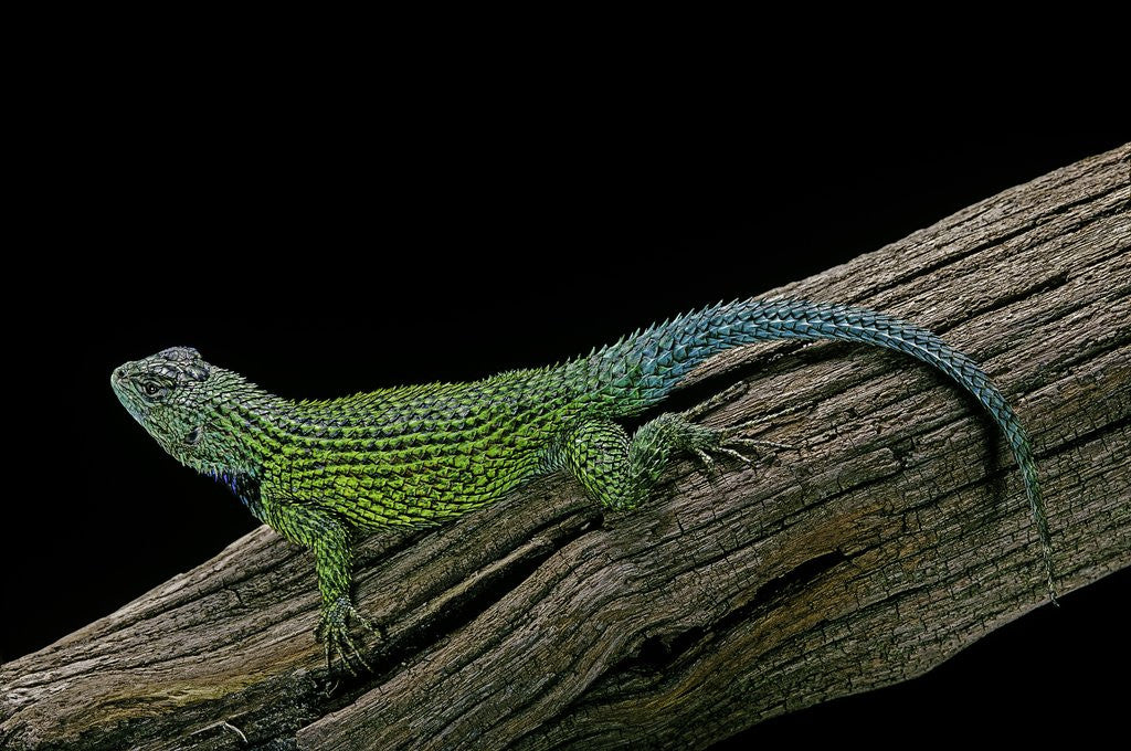 Sceloporus malachiticus (green spiny lizard) posters & prints by Corbis
