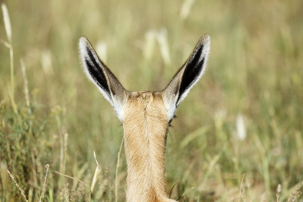 Springbok calf ears posters & prints by Corbis